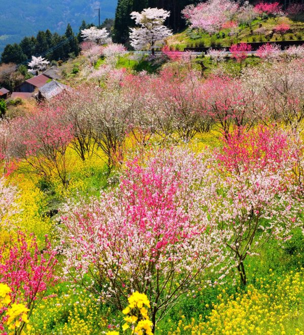 Spring Qi Rising - Qigong for Life