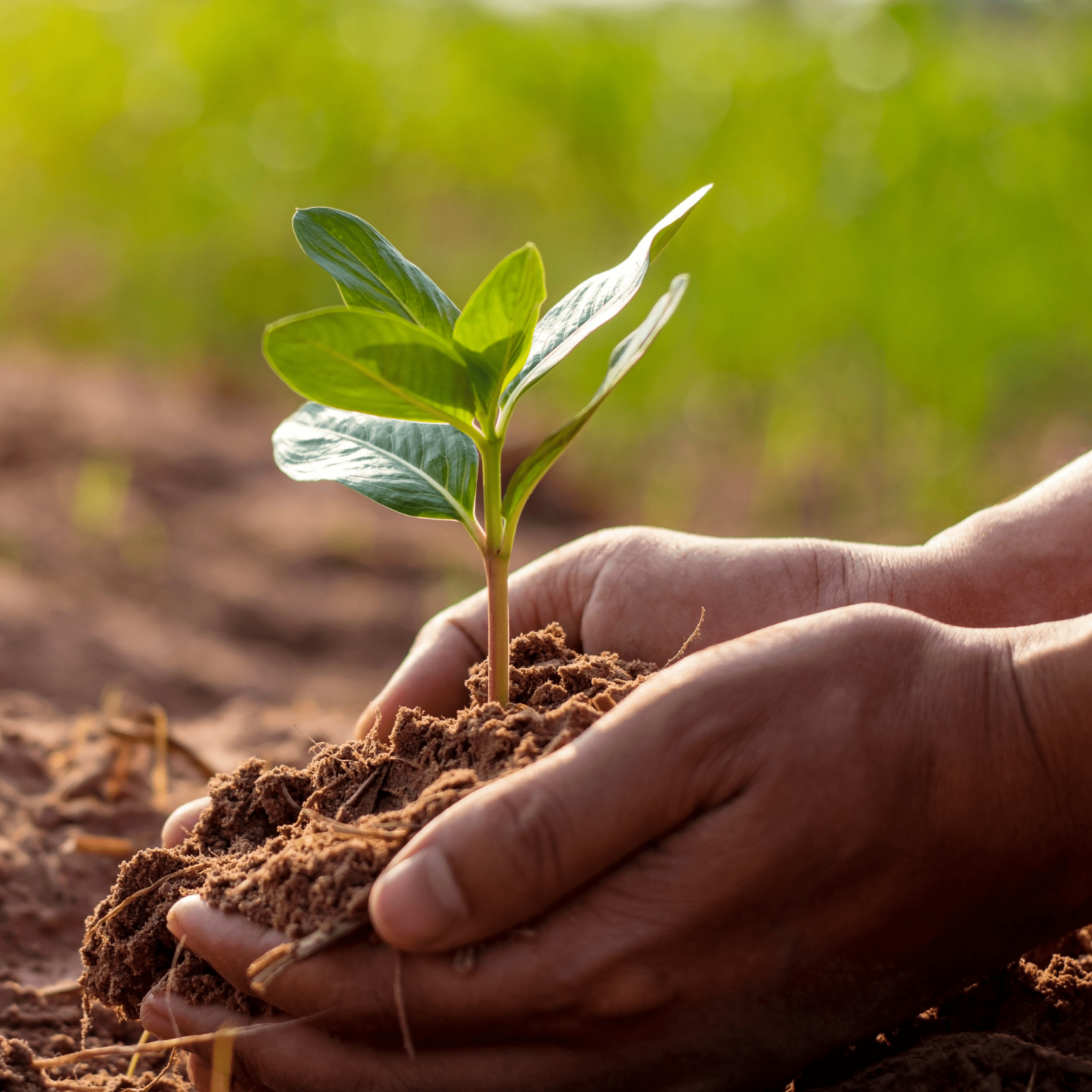 How to Nourish Yourself During the Earth Phase - Qigong for Life